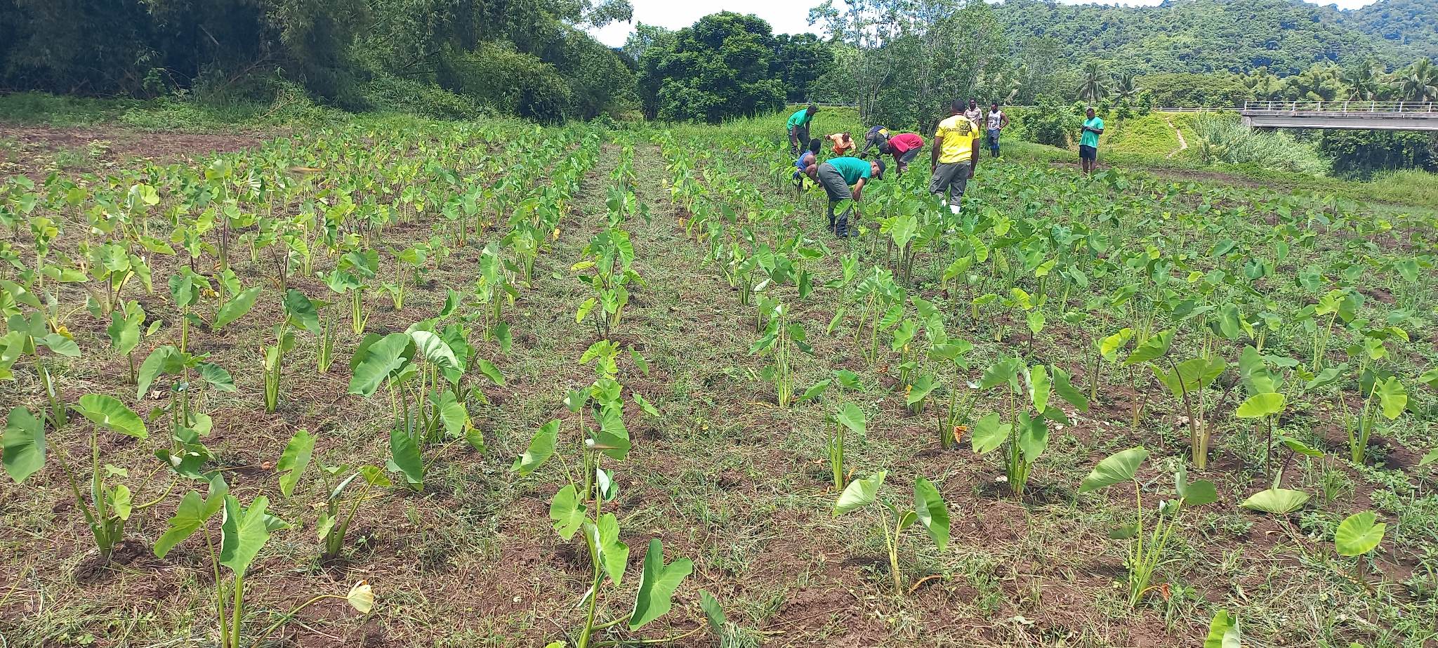 Solesolevaki in Wainibuka – Fiji Corrections Service